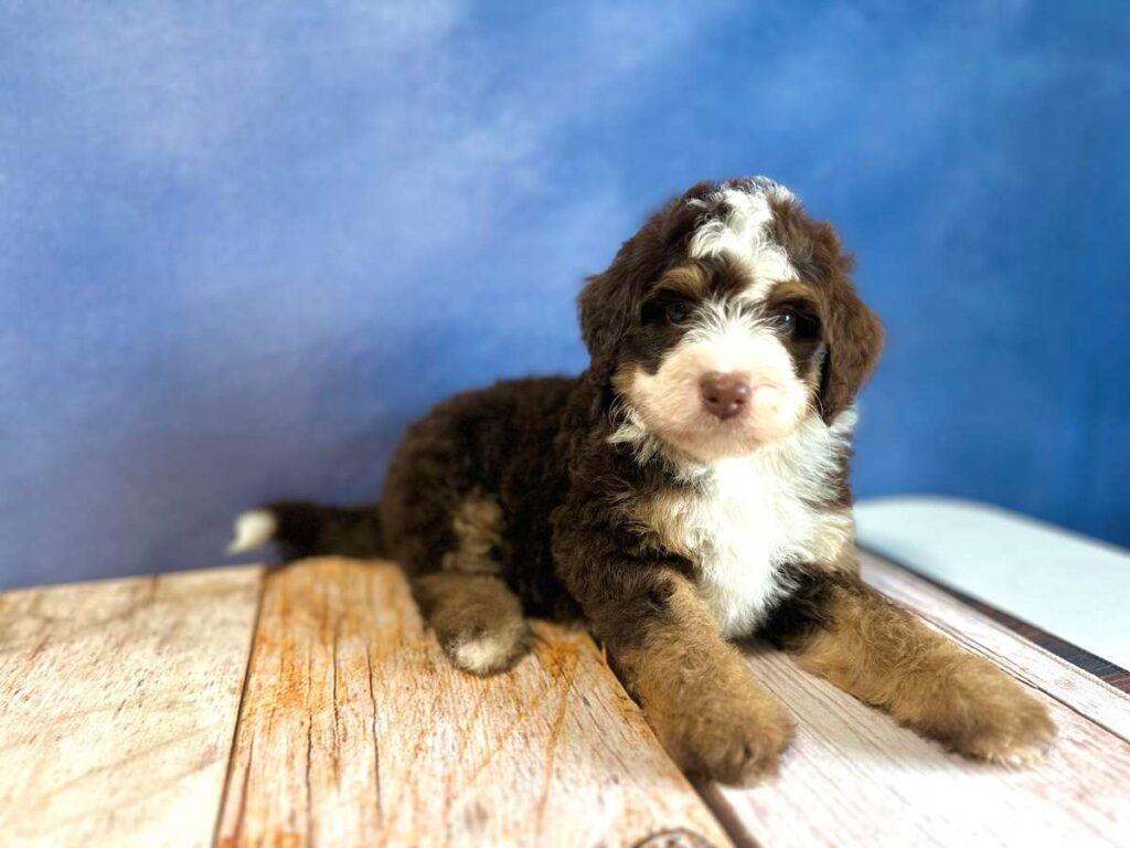 Unveiling the Allure of Miniature Bernedoodle Puppies | Red Dog Betty ...